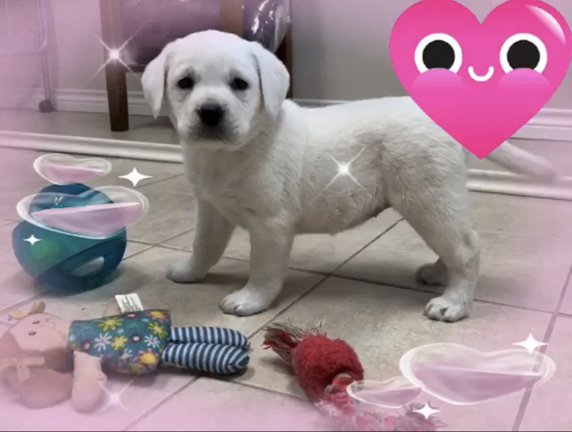 6S Ranch - Lab Puppies AKC White ENGLISH Lab Puppies Please contact us ...